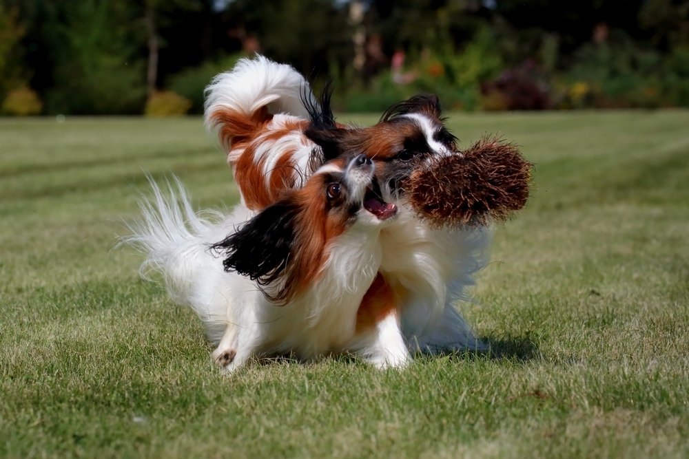 9 ways to celebrate World Animal Day - D and M Garden Centre