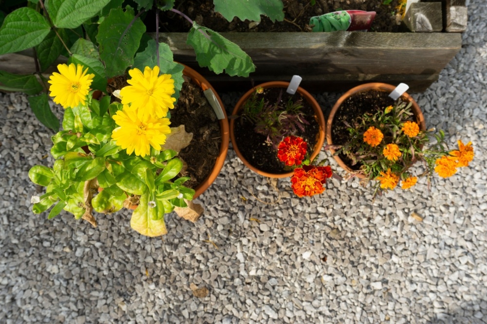 Grow your own food in containers - D and M Garden Centre