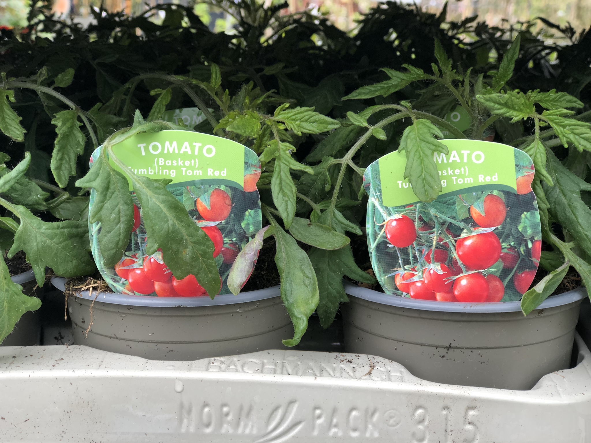 10.5cm Tomato * - D and M Garden Centre
