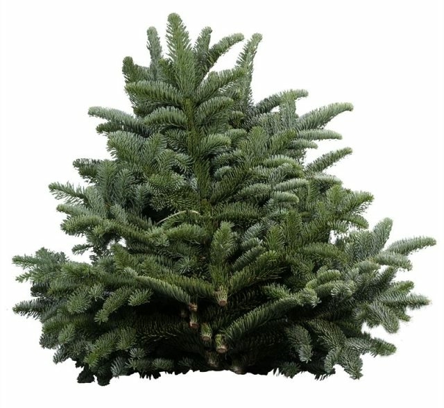 Abies nobilis - D and M Garden Centre