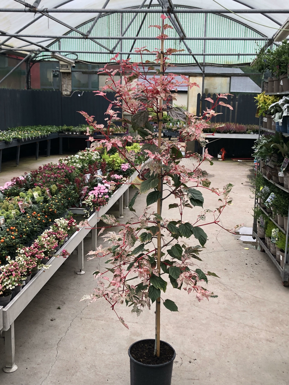 ACER CONSPICUUM RED FLAMINGO - D and M Garden Centre