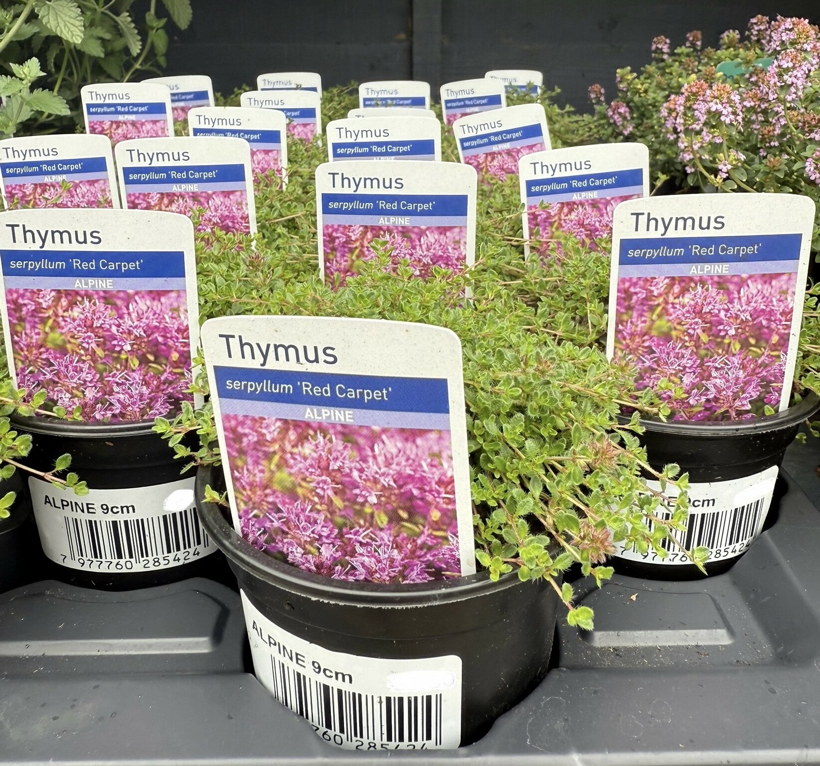 Alpine Mix - D and M Garden Centre
