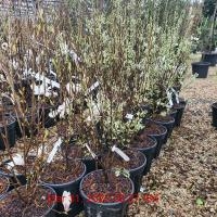AMELANCHIER can. Rainbow Pillar 80-100cm - D and M Garden Centre