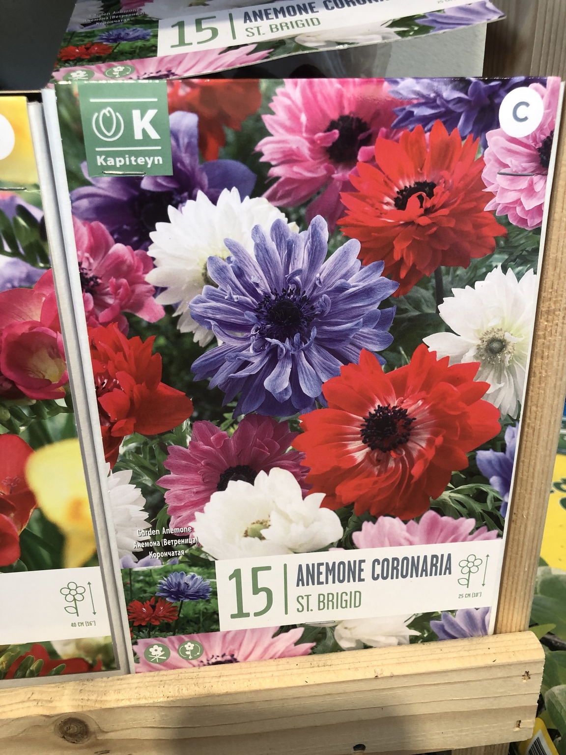 ANEMONE ST. BRIGID - D and M Garden Centre