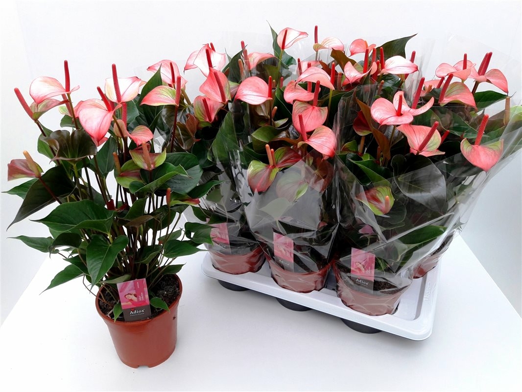 Anthurium and. 'Hot Lips' - D and M Garden Centre