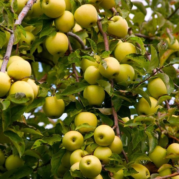 APPLE KATJA - D and M Garden Centre
