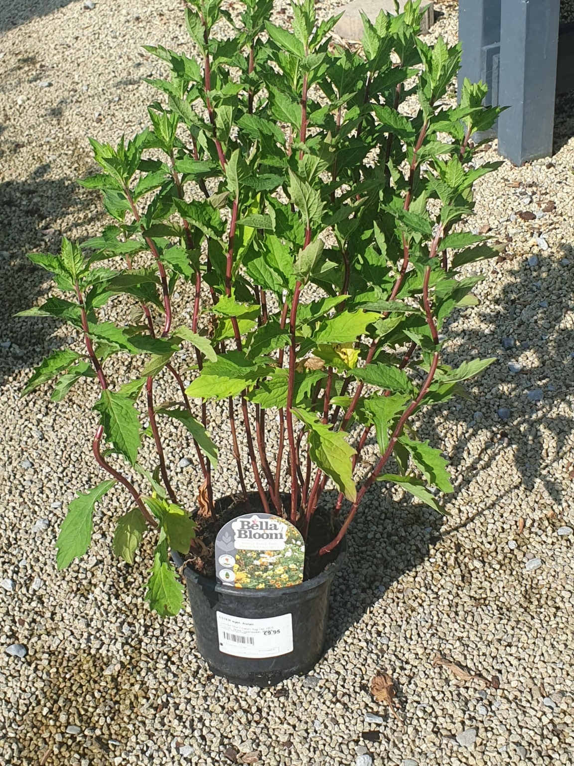 ASTER ager. Asran - D and M Garden Centre