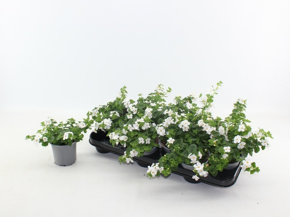 Bacopa white - D and M Garden Centre