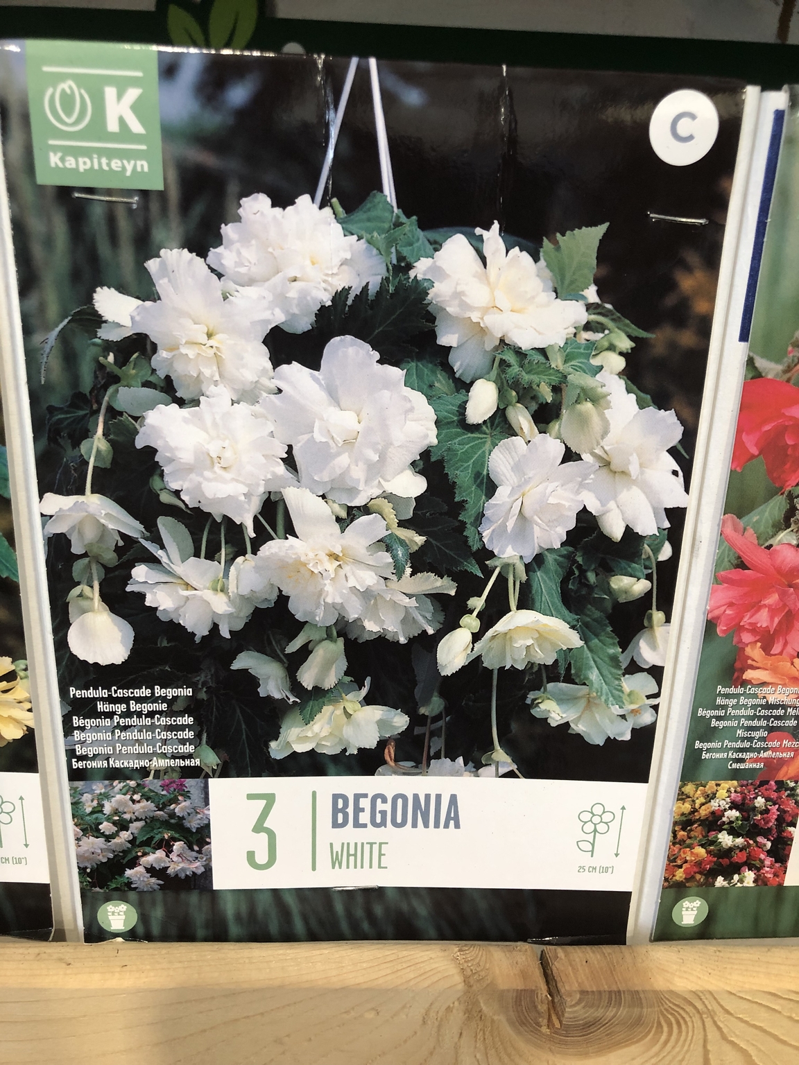 BEGONIA PENDULA CASCADE WHITE - D and M Garden Centre