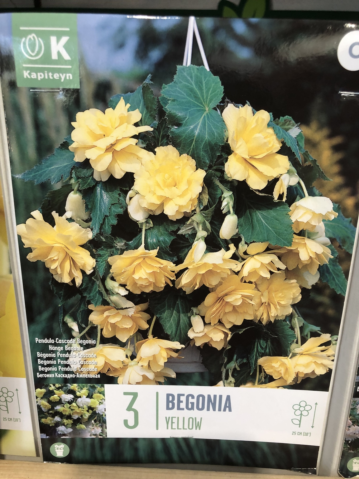 BEGONIA PENDULA CASCADE YELLOW - D and M Garden Centre