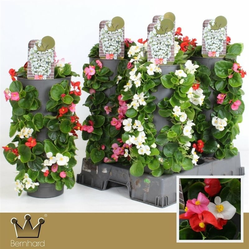 Begonia semperflorens mix / Wanderella - D and M Garden Centre