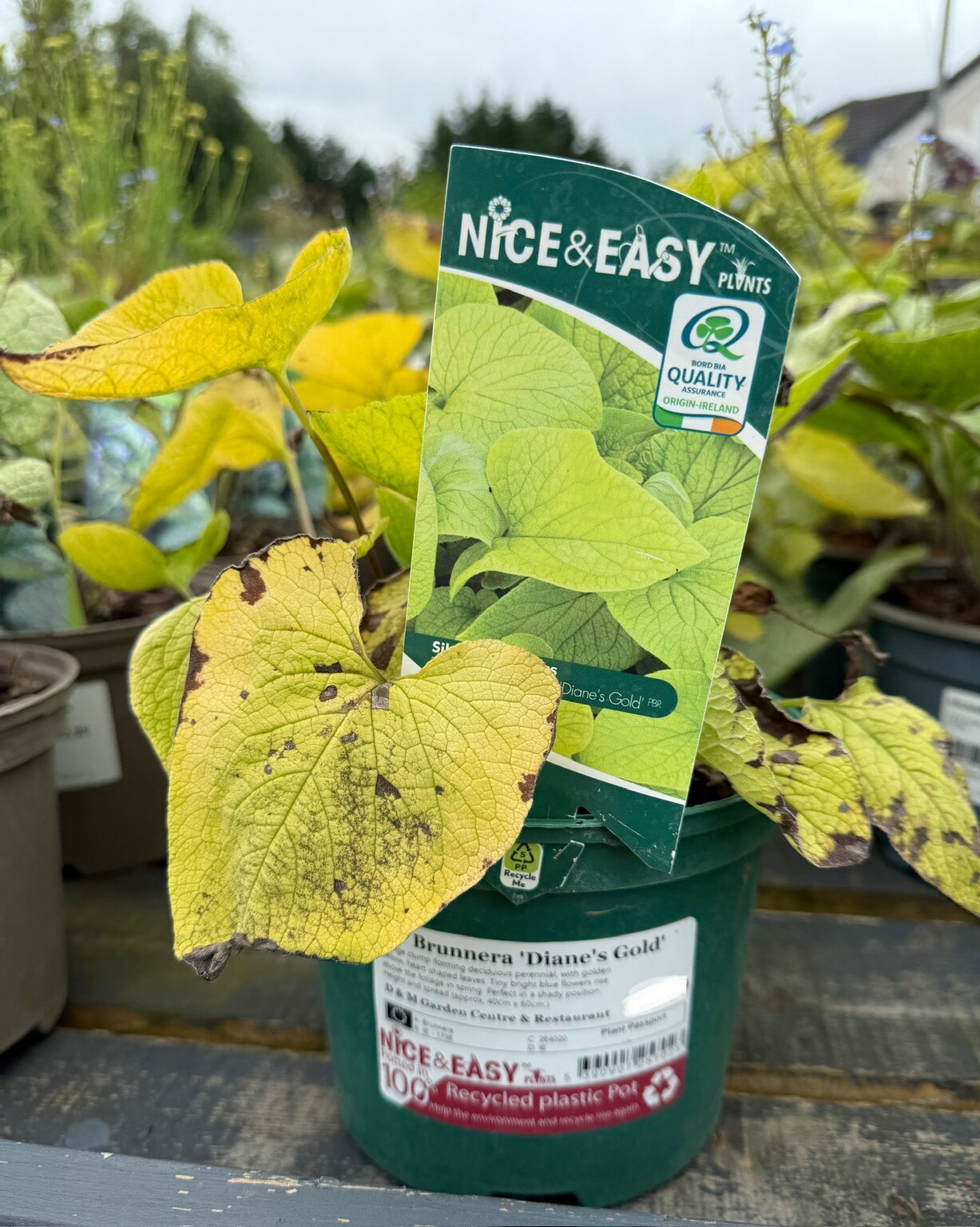 Brunnera 'Diane's Gold' - D and M Garden Centre