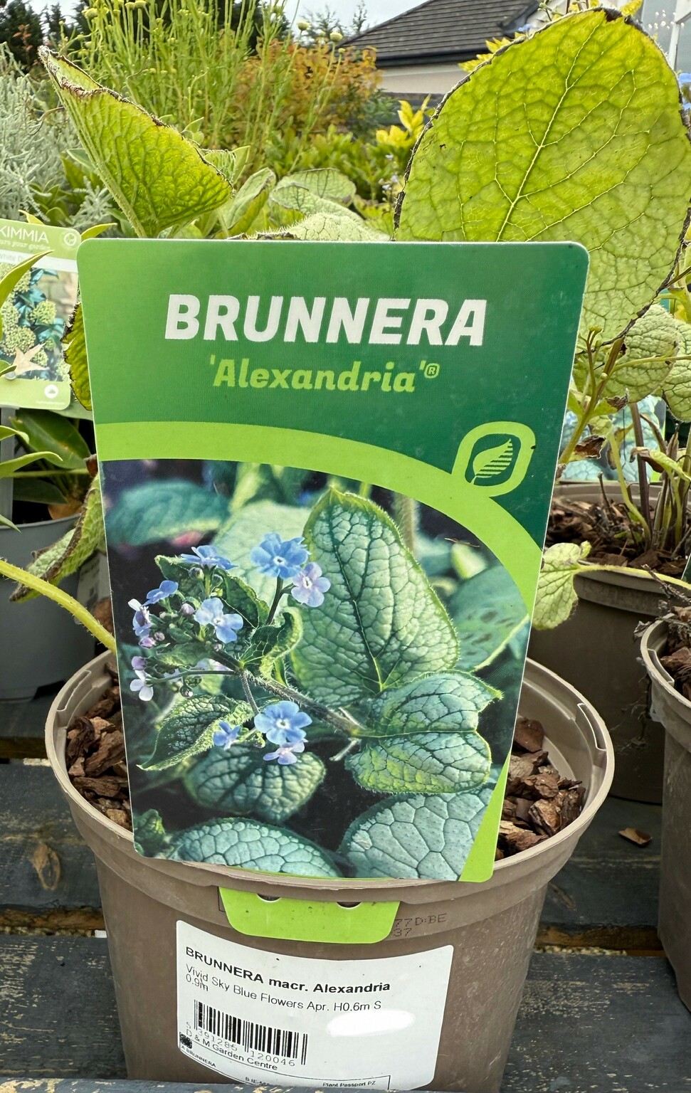 BRUNNERA macr. Alexandria - D and M Garden Centre