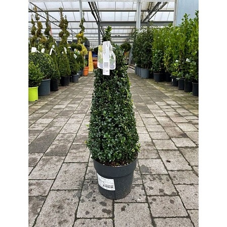 Buxus semp.pyramid - D and M Garden Centre