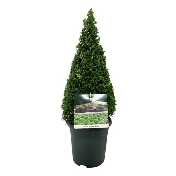 Buxus semp Pyramid 65 cm - D and M Garden Centre
