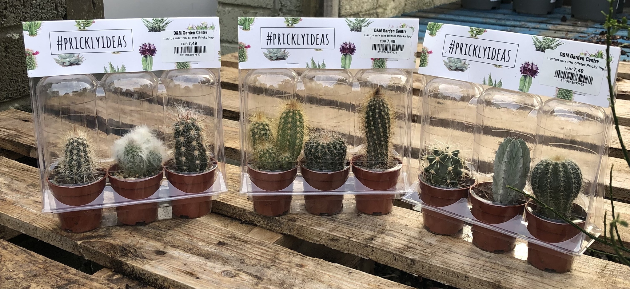 Cactus mix 4 varieties in potcover Sierra - D and M Garden Centre
