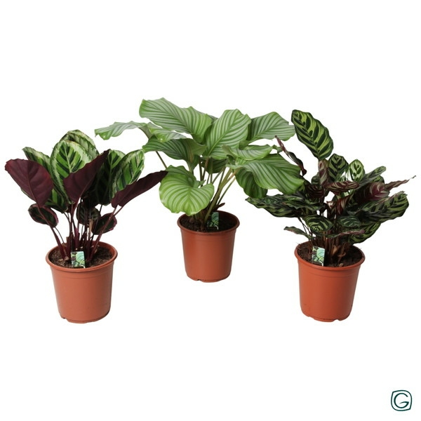 Calathea Mix (Assorted) - D and M Garden Centre
