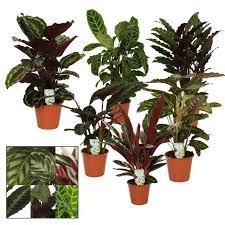 Calathea mixed - D and M Garden Centre