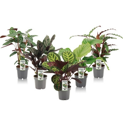 Calathea mixed - D and M Garden Centre