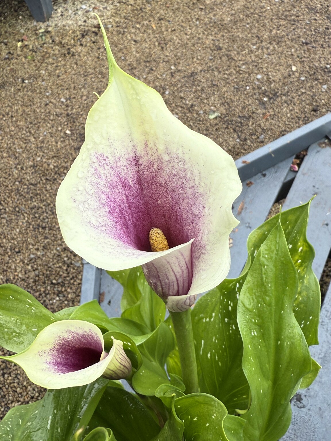Calla 'Picasso' ® - D and M Garden Centre