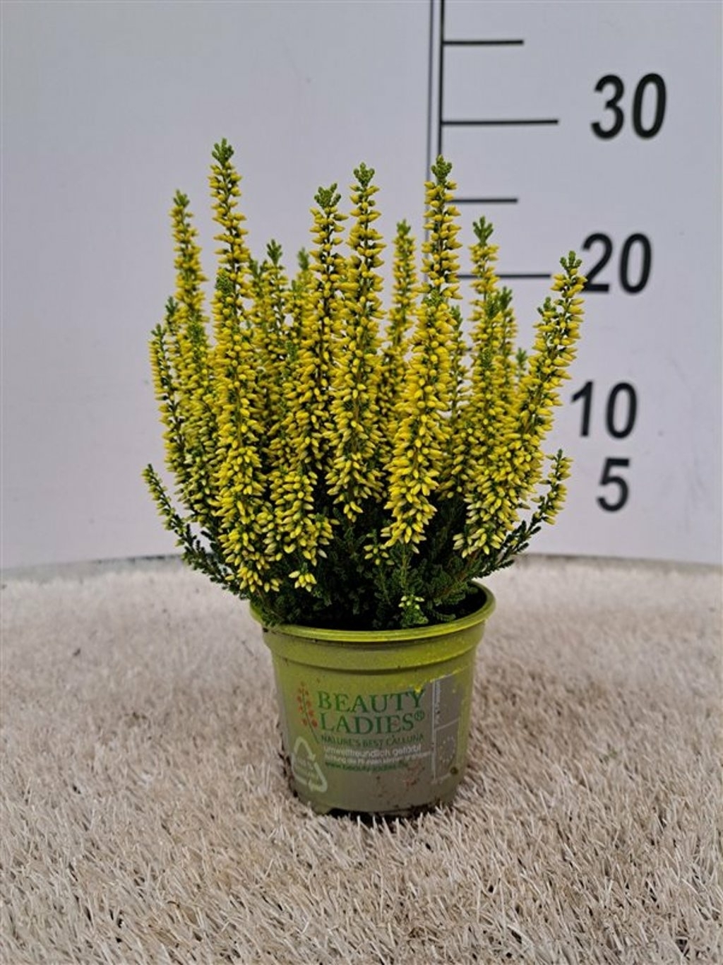 Calluna spray painted - yellow - D and M Garden Centre