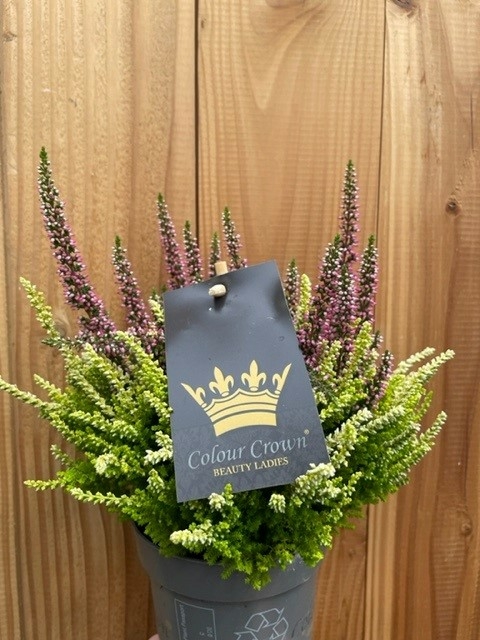 Calluna v. 'B.Ladies'® Colour Crown - D and M Garden Centre