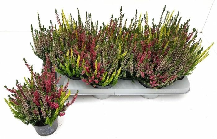 Calluna v. 'Beauty Ladies'® trio - D and M Garden Centre