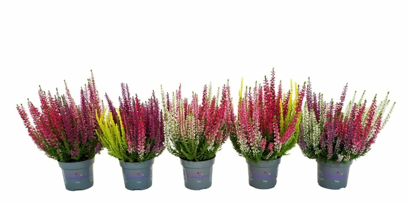 Calluna v. 'Starlight'® Trio mix - D and M Garden Centre