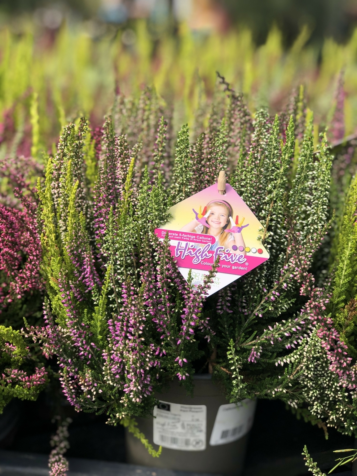 Calluna vulg. 'B.Ladies'® High Five' - D and M Garden Centre