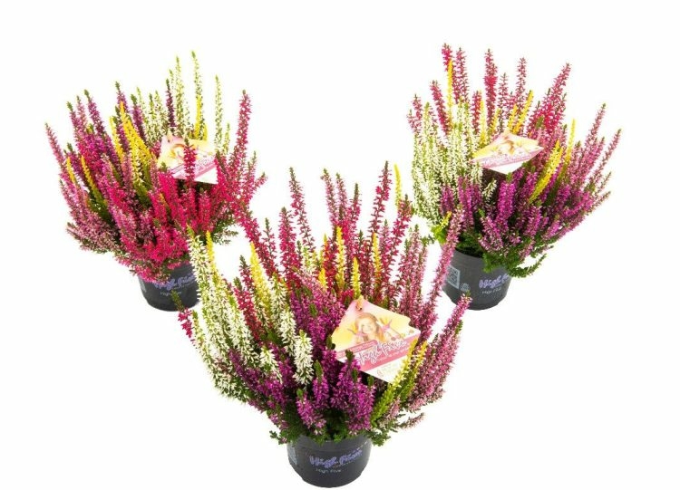 Calluna v. 'B.Ladies'® High Five' - D and M Garden Centre