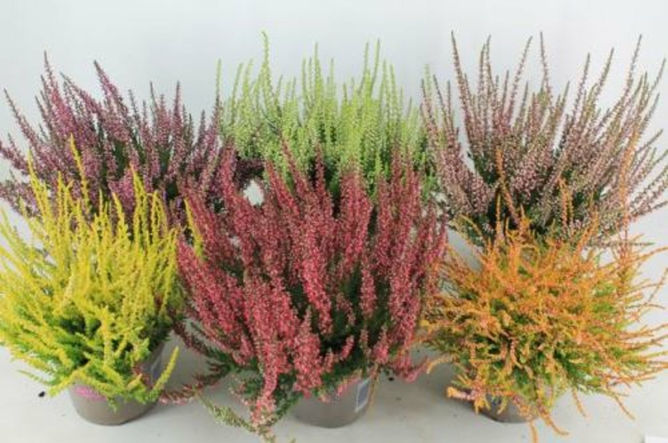 Calluna vulg. 'Garden Girls'® mix - D and M Garden Centre