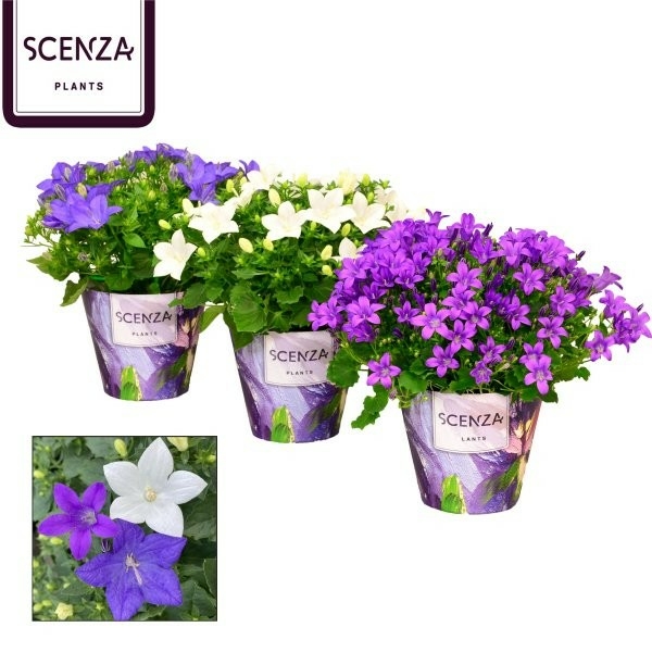 Campanula 'Scenza' mix - D and M Garden Centre