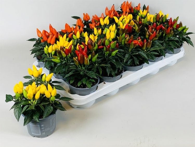 Capsicum an. 'Salsa' mix - D and M Garden Centre