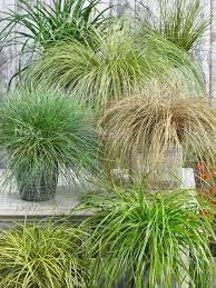 Carex Mixed - D and M Garden Centre