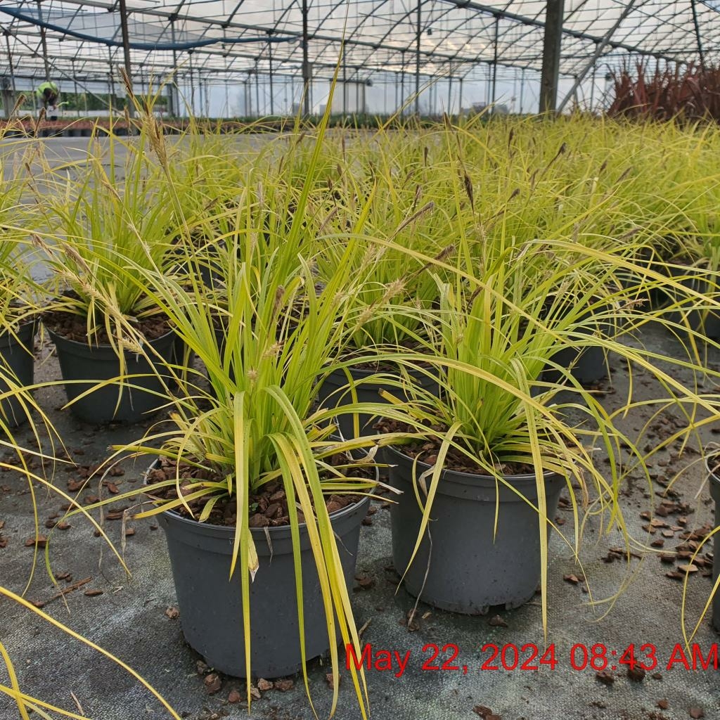 CAREX oshimensis Everillo - D and M Garden Centre