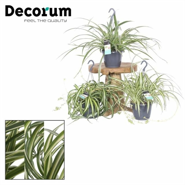 Chlorophytum mix - D and M Garden Centre