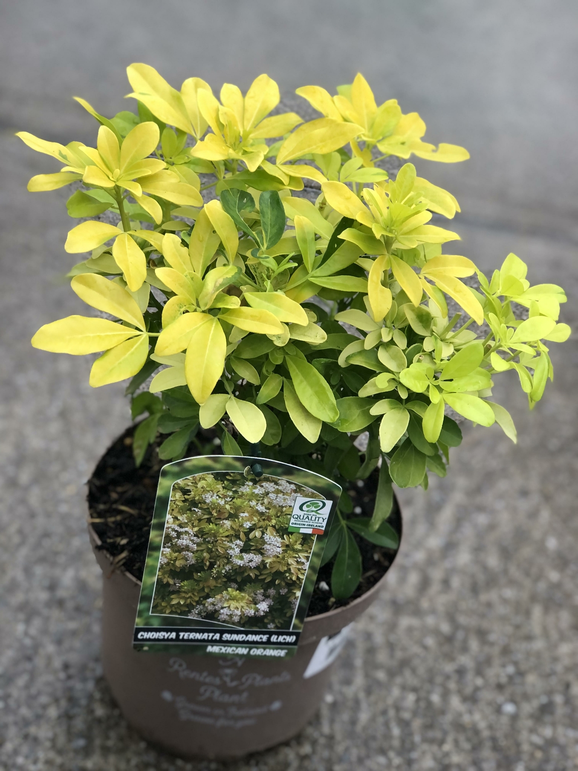 CHOISYA TERNATA SUNDANCE - D and M Garden Centre