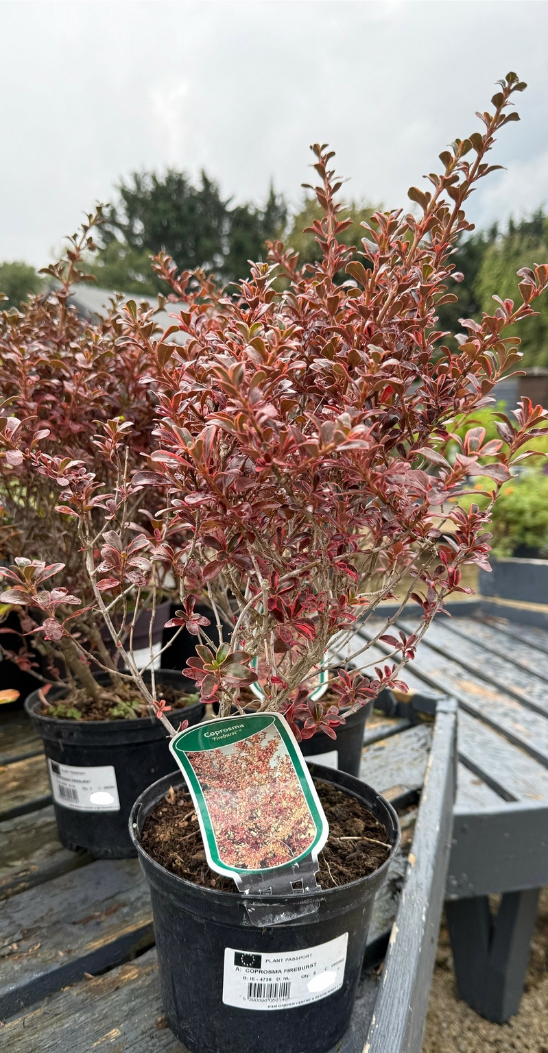 COPROSMA FIREBURST - D and M Garden Centre