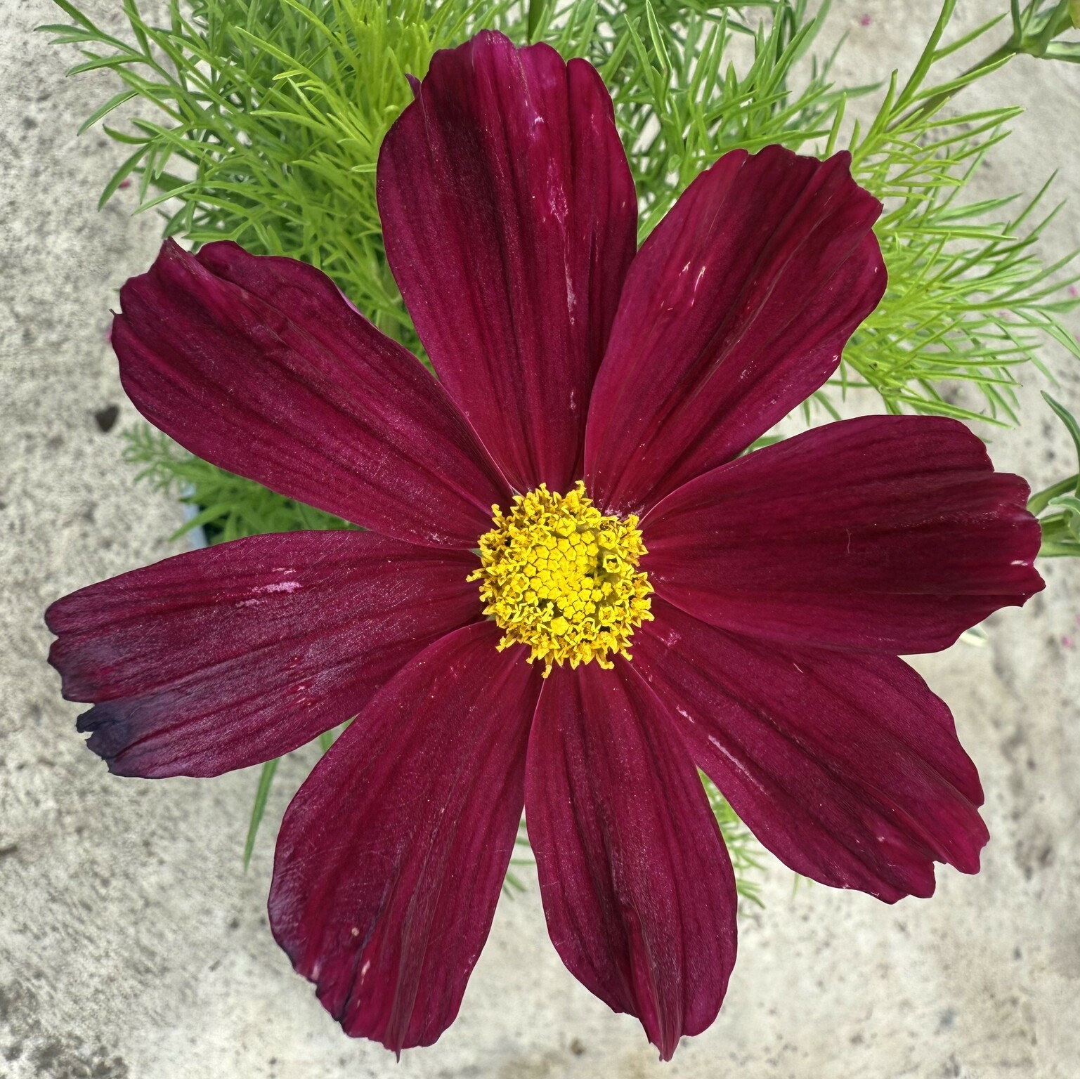Cosmos Bipinnatus Mix - D and M Garden Centre