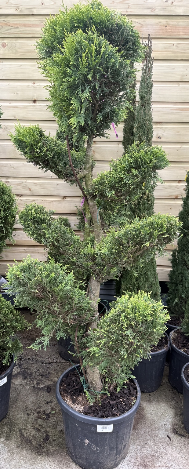 Bonsa Prix Jardilandnull