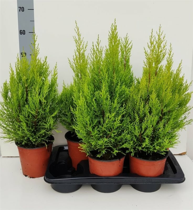 Cupressus m. 'Goldcrest' - D and M Garden Centre