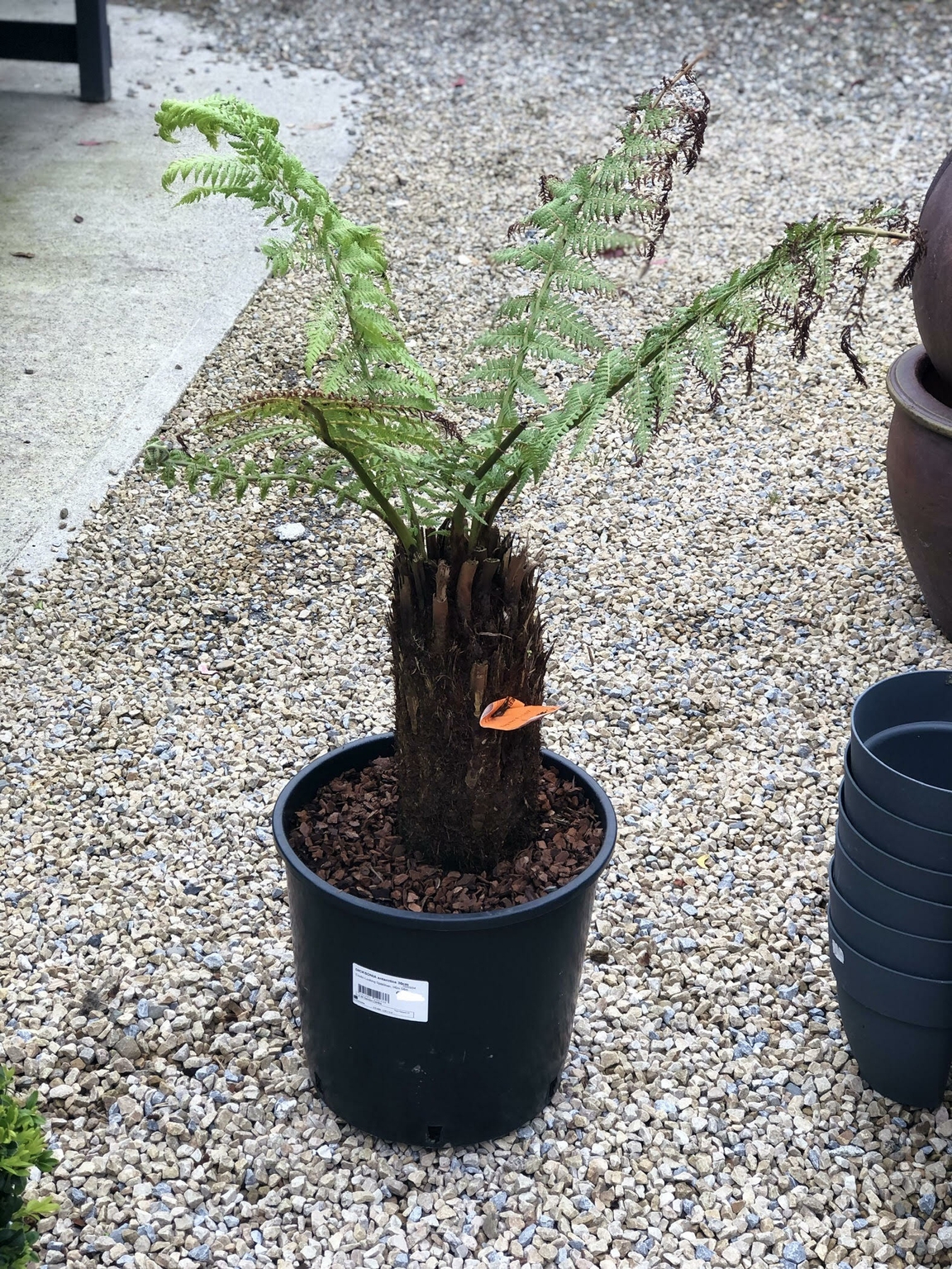 DICKSONIA antarctica 30cm - D and M Garden Centre