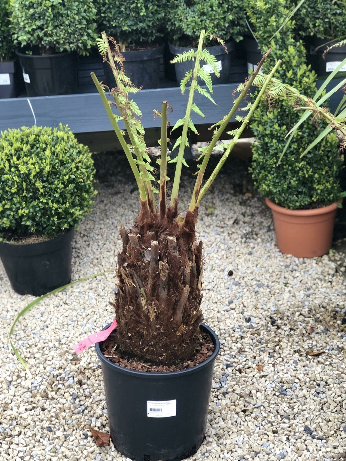 DICKSONIA antarctica 45cm - D and M Garden Centre