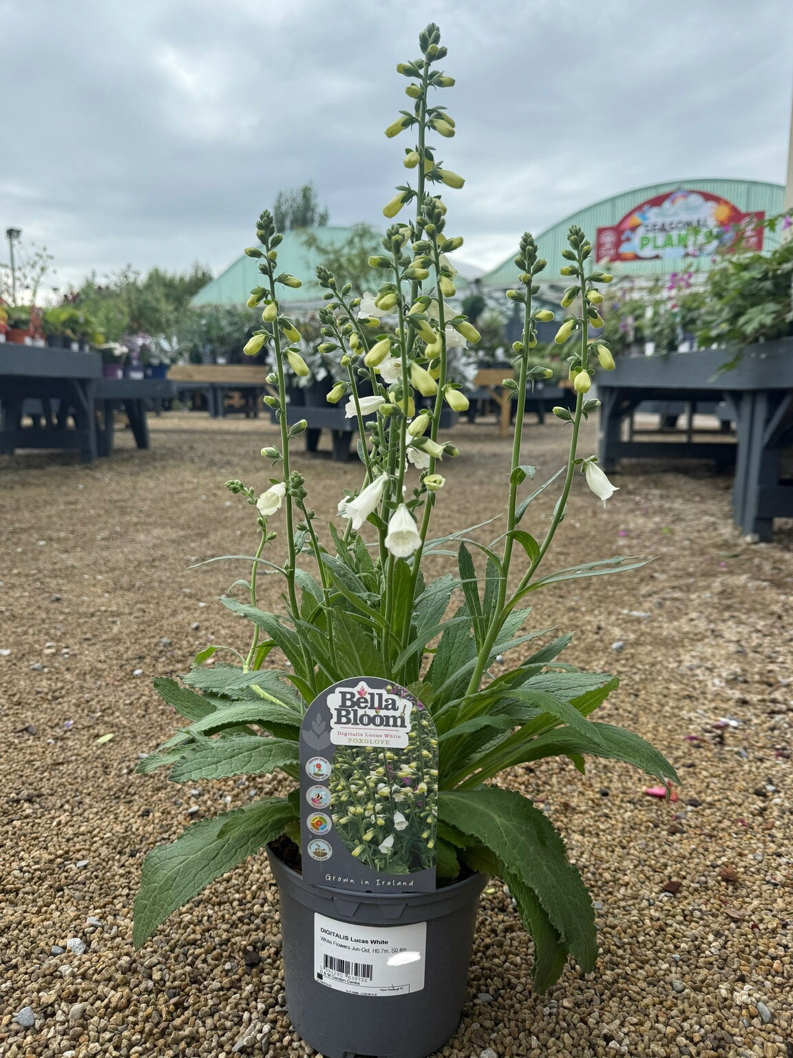 DIGITALIS Lucas White - D and M Garden Centre