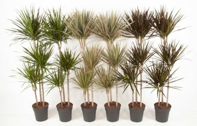 Drac. mix.marg. 90-60-30cm> - D and M Garden Centre