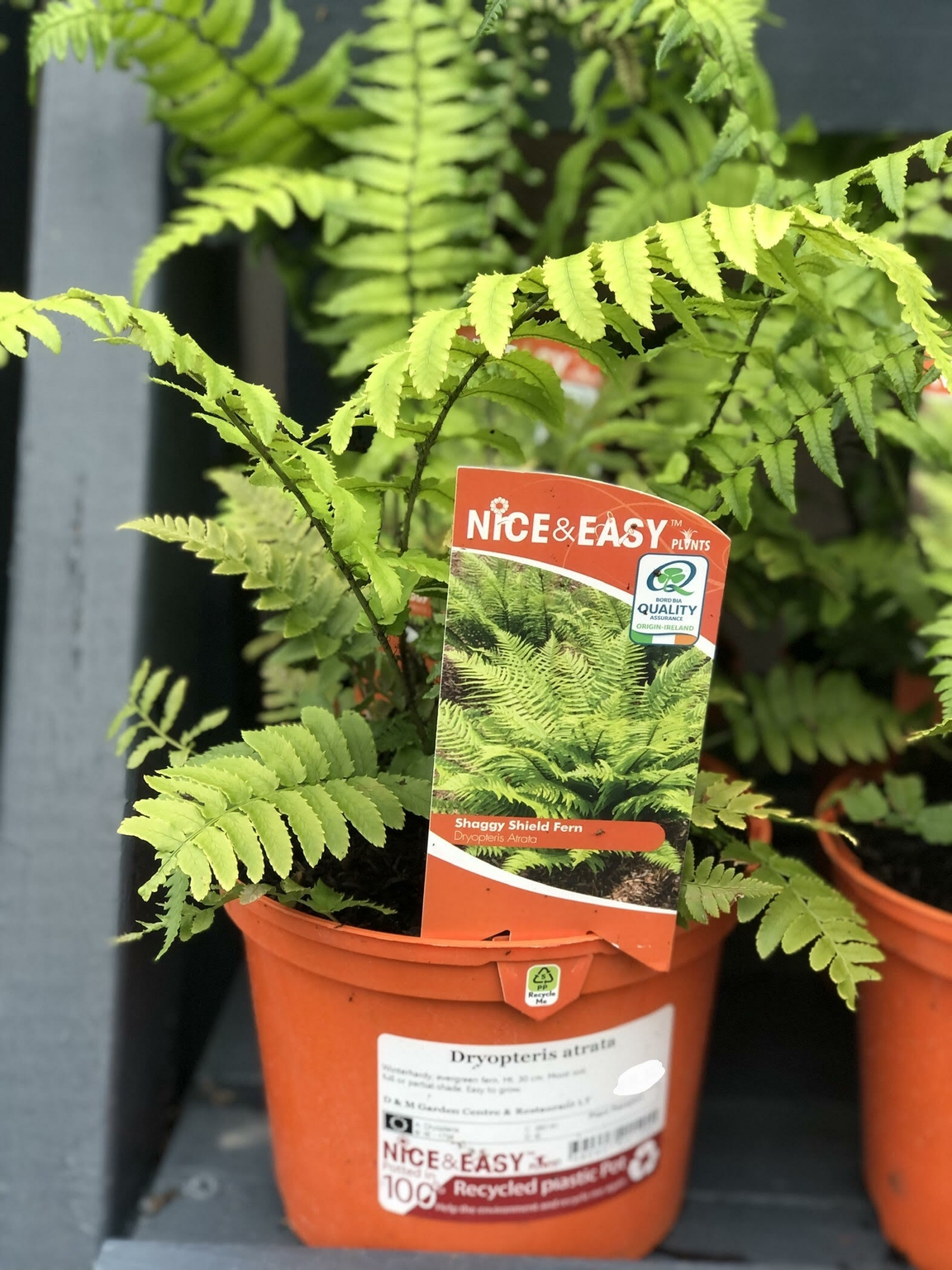 Dryopteris atrata - D and M Garden Centre