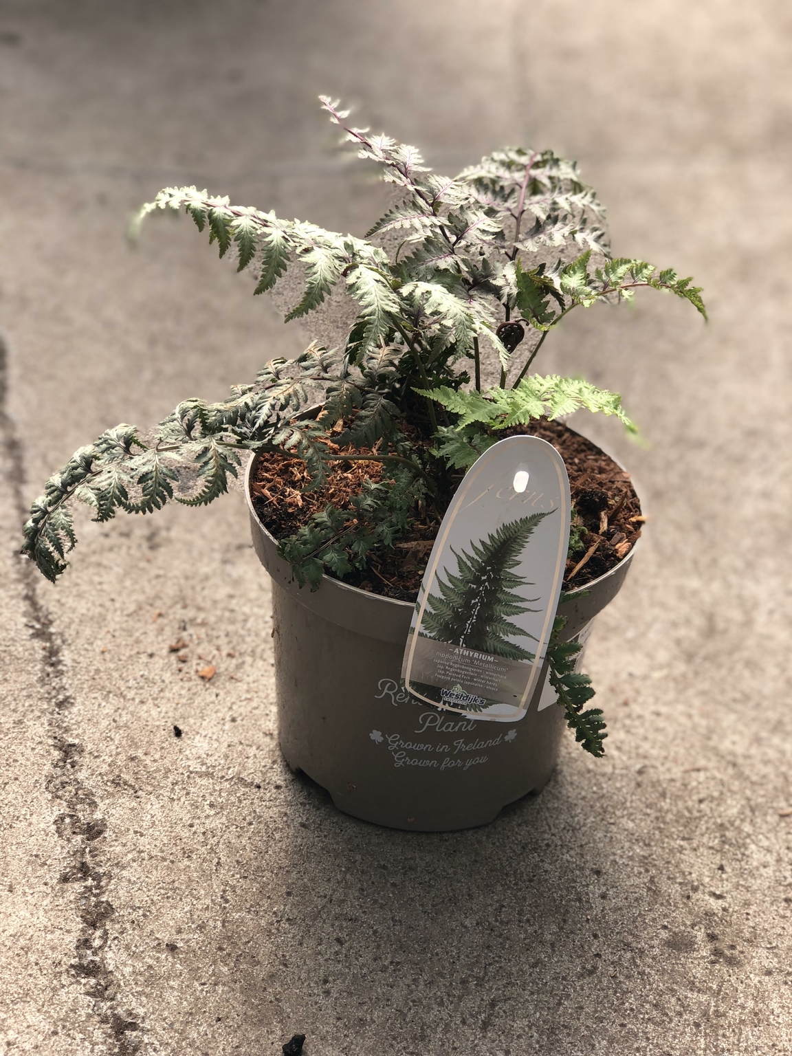 FERN ATH SILVER FALLS / metallicum - D and M Garden Centre