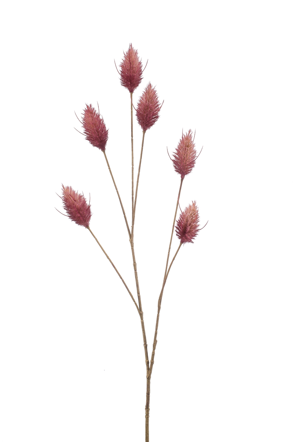 Fern spray cream - D and M Garden Centre