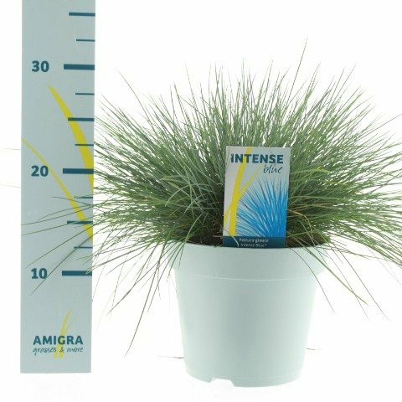 Festuca glauca 'Intense Blue'® - D and M Garden Centre