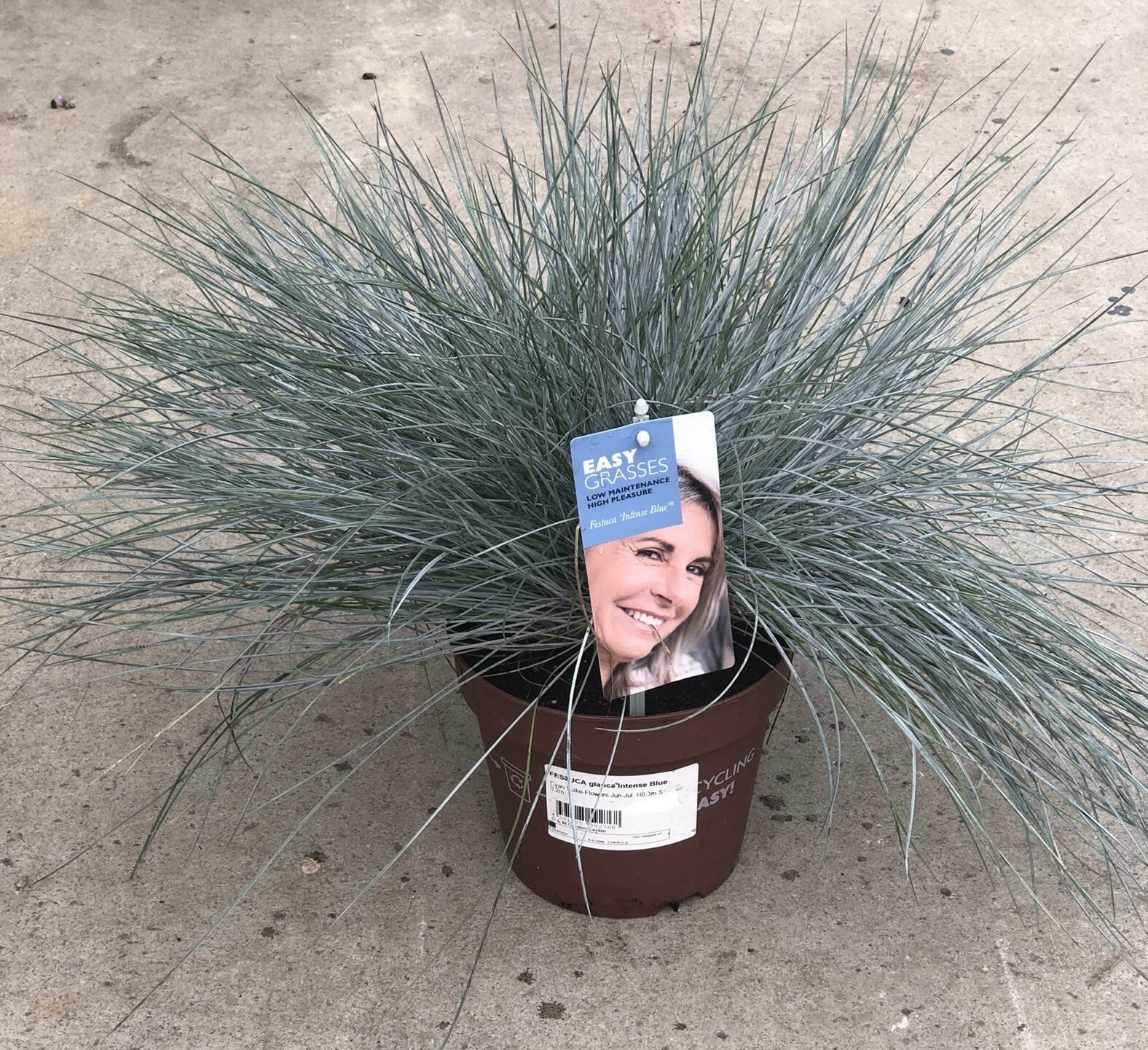 FESTUCA glauca Intense Blue - D and M Garden Centre